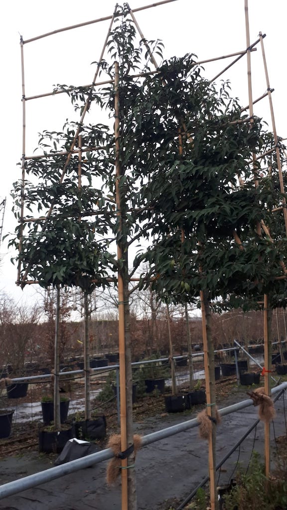 Evergreen Pleached Trees – Valley Plants